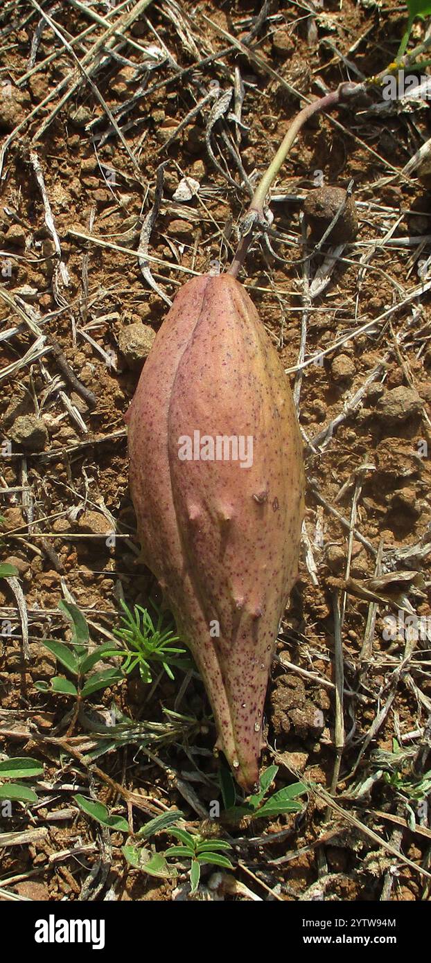Trellis-vine (Pergularia daemia Stock Photo - Alamy
