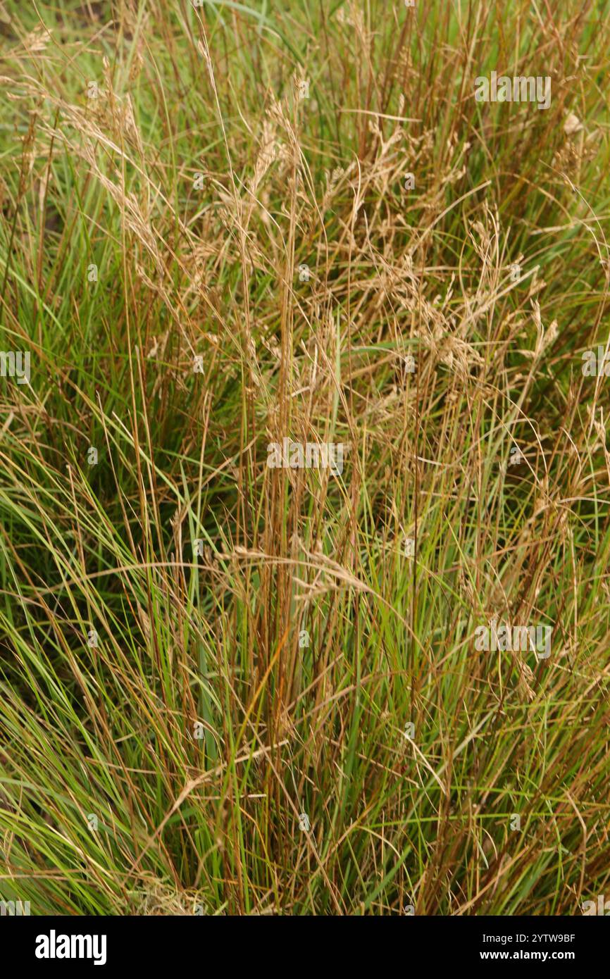 Hard Rush (Juncus inflexus Stock Photo - Alamy