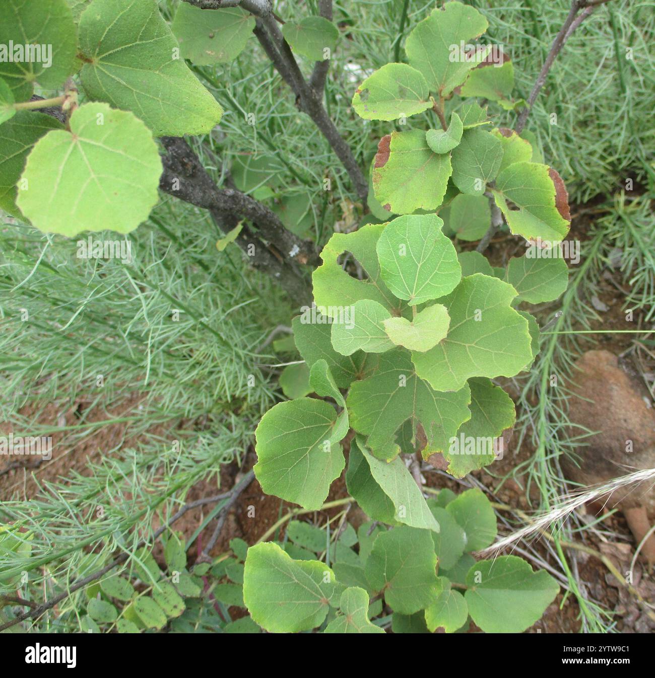 South African Wild Pear (Dombeya rotundifolia Stock Photo - Alamy