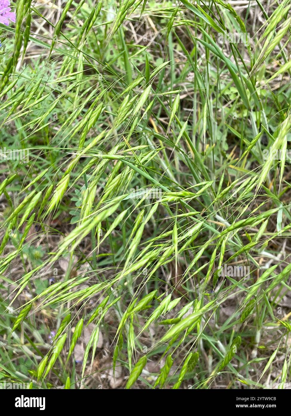 Japanese brome (Bromus japonicus Stock Photo - Alamy