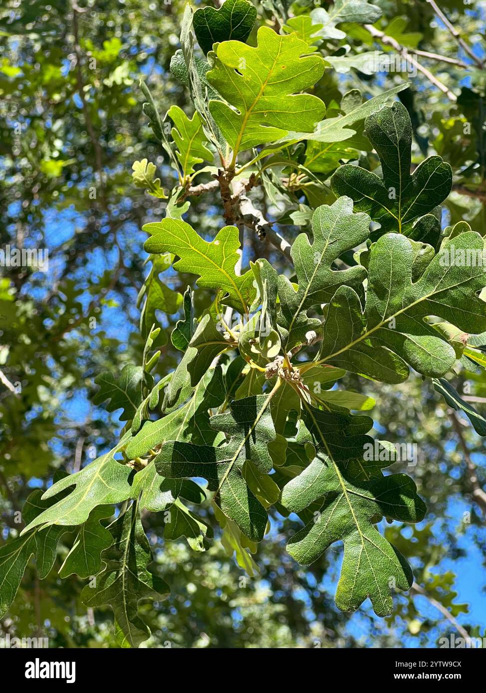 valley oak (Quercus lobata Stock Photo - Alamy