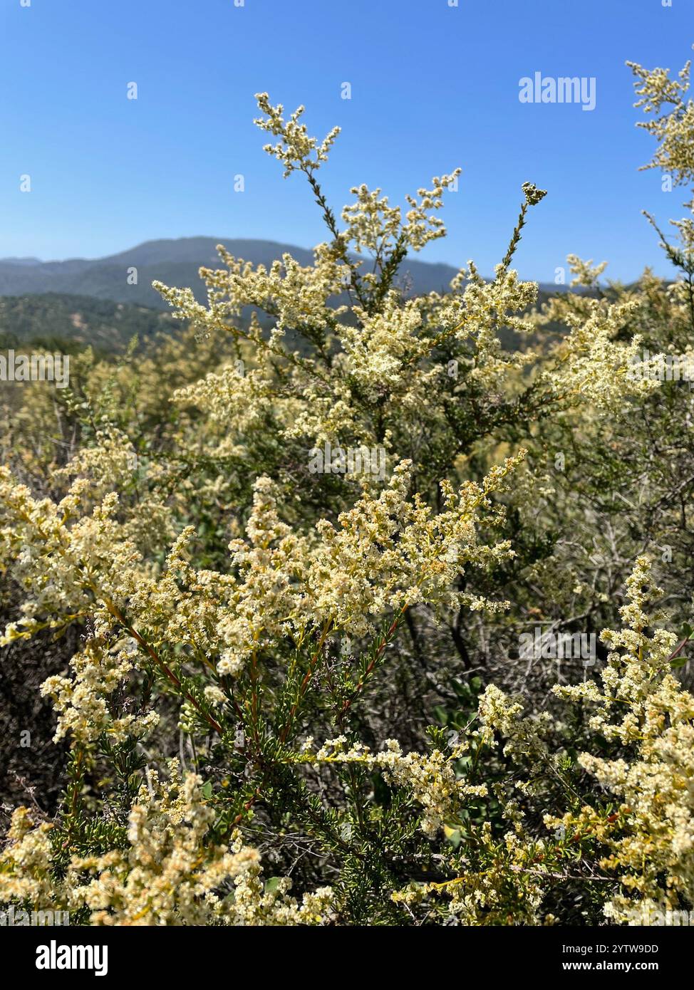 Adenostoma fasciculatum hi-res stock photography and images - Alamy