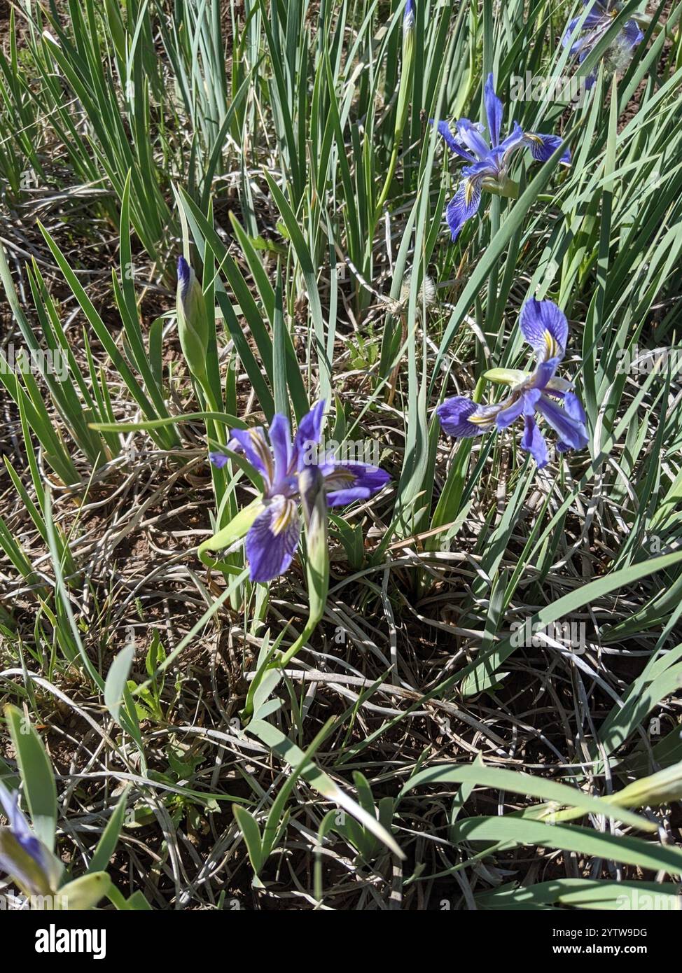 western blue flag (Iris missouriensis Stock Photo - Alamy