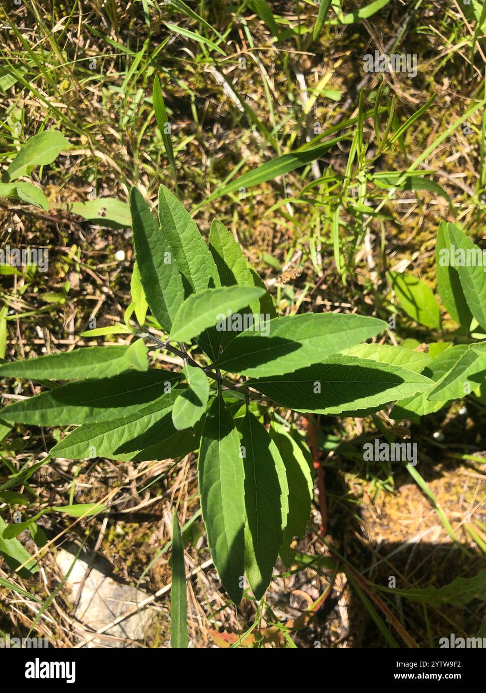 Prairie Sage (Salvia azurea grandiflora Stock Photo - Alamy