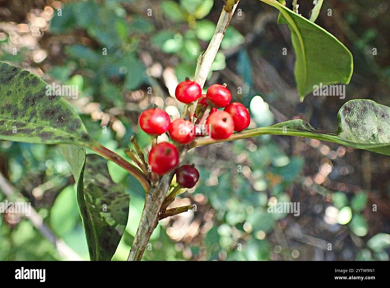 Common Cape Holly (Ilex mitis mitis Stock Photo - Alamy