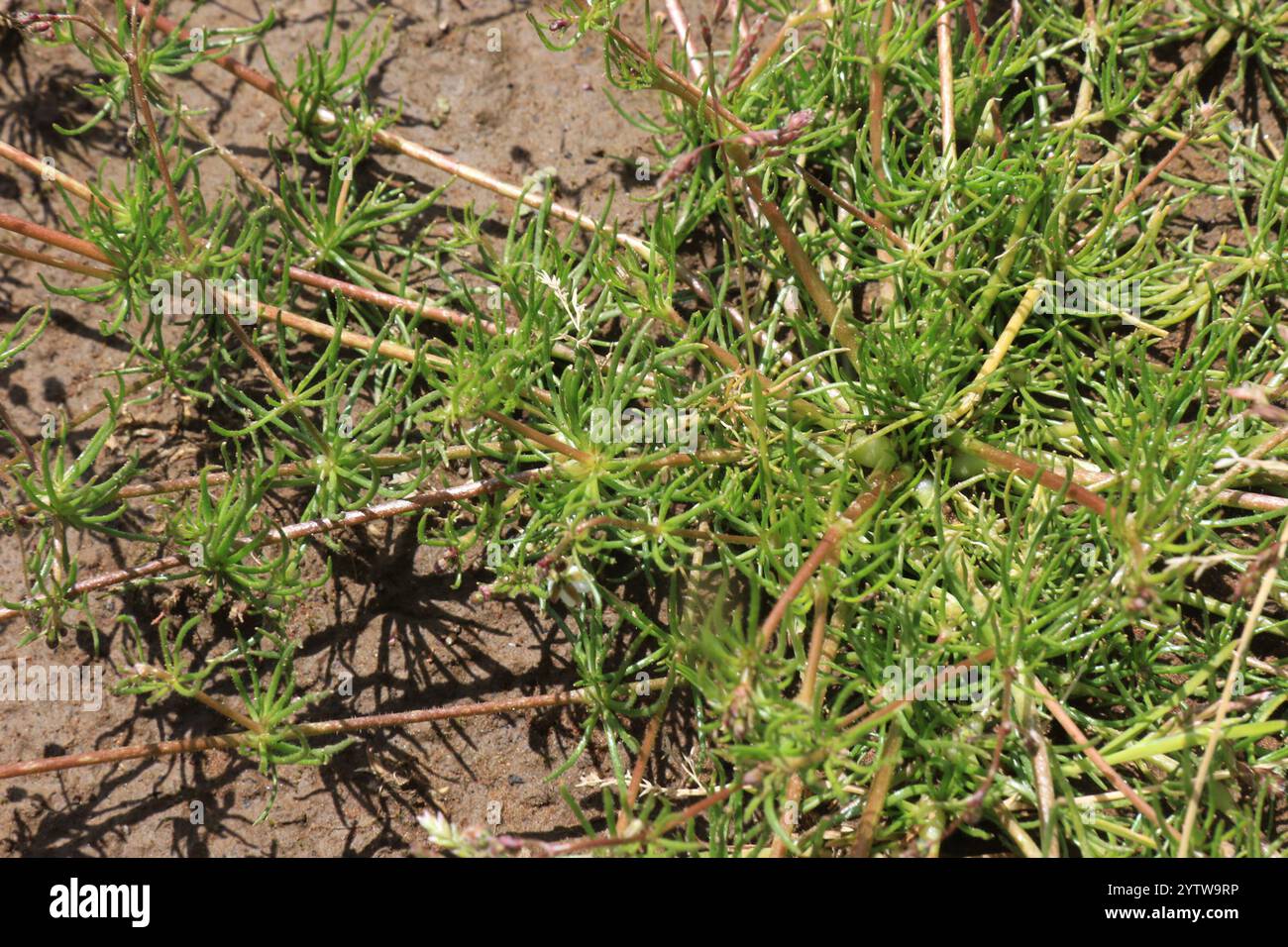 Corn spurrey (Spergula arvensis Stock Photo - Alamy