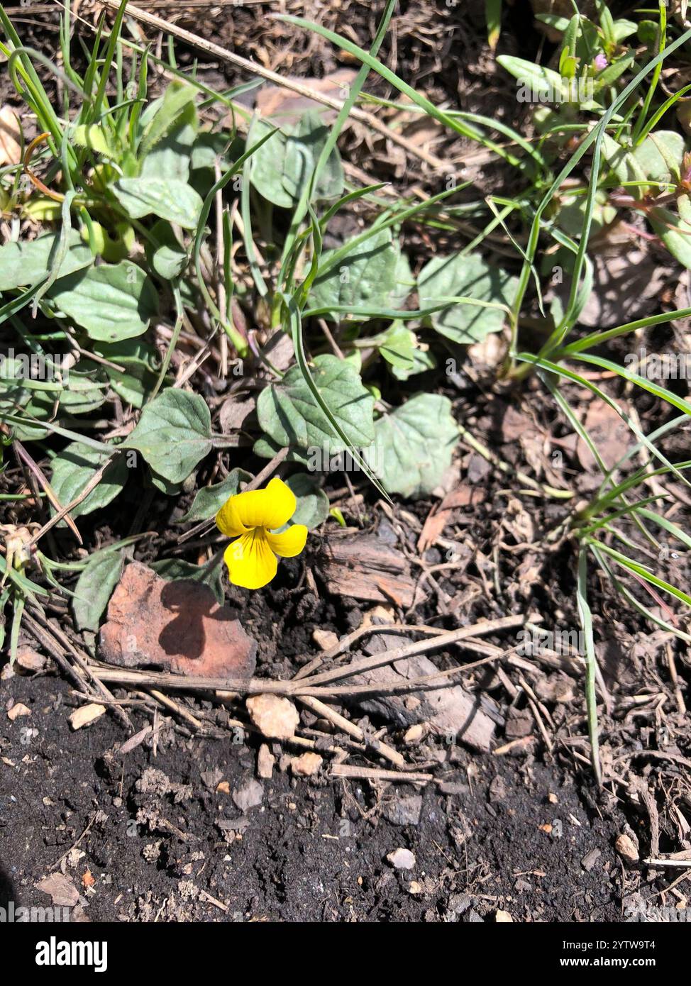 Viola purpurea hi-res stock photography and images - Alamy