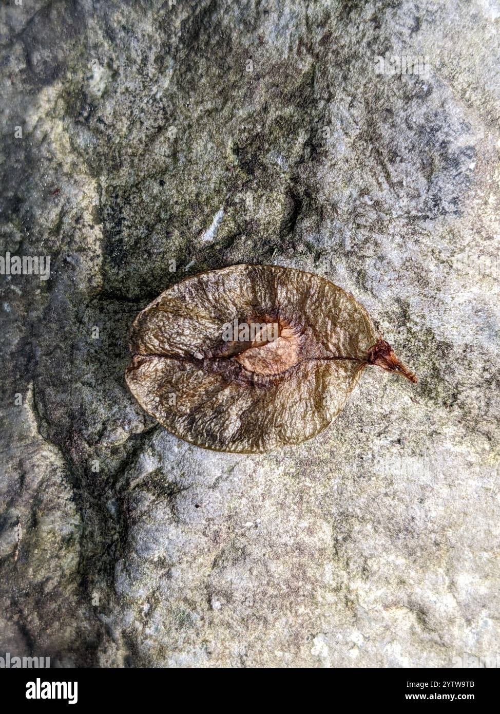 Wych Elm (Ulmus glabra Stock Photo - Alamy