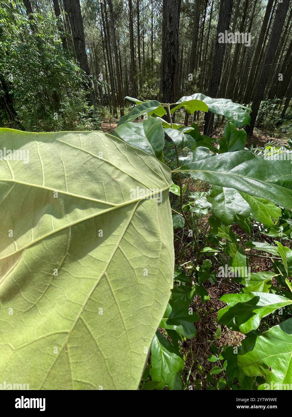 southern red oak (Quercus falcata Stock Photo - Alamy
