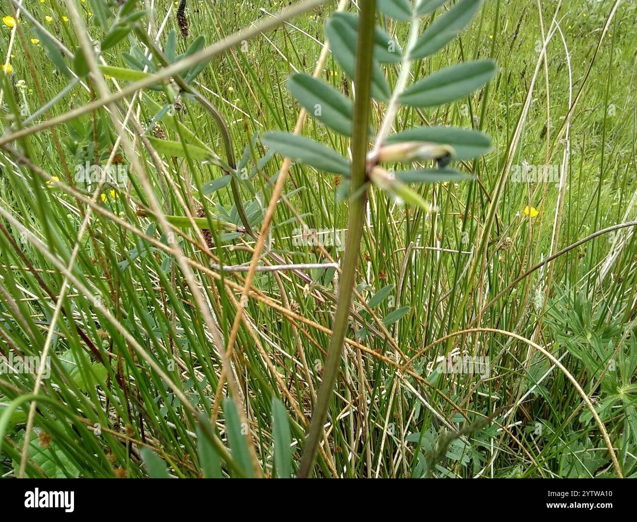 Common Vetch (Vicia sativa Stock Photo - Alamy
