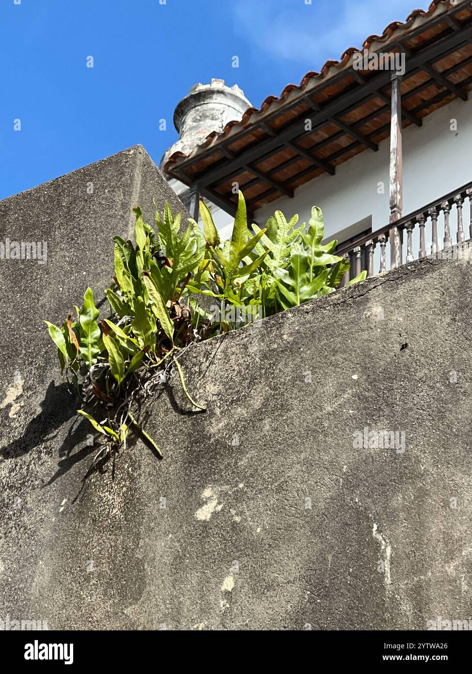 Musk Fern (Microsorum grossum Stock Photo - Alamy