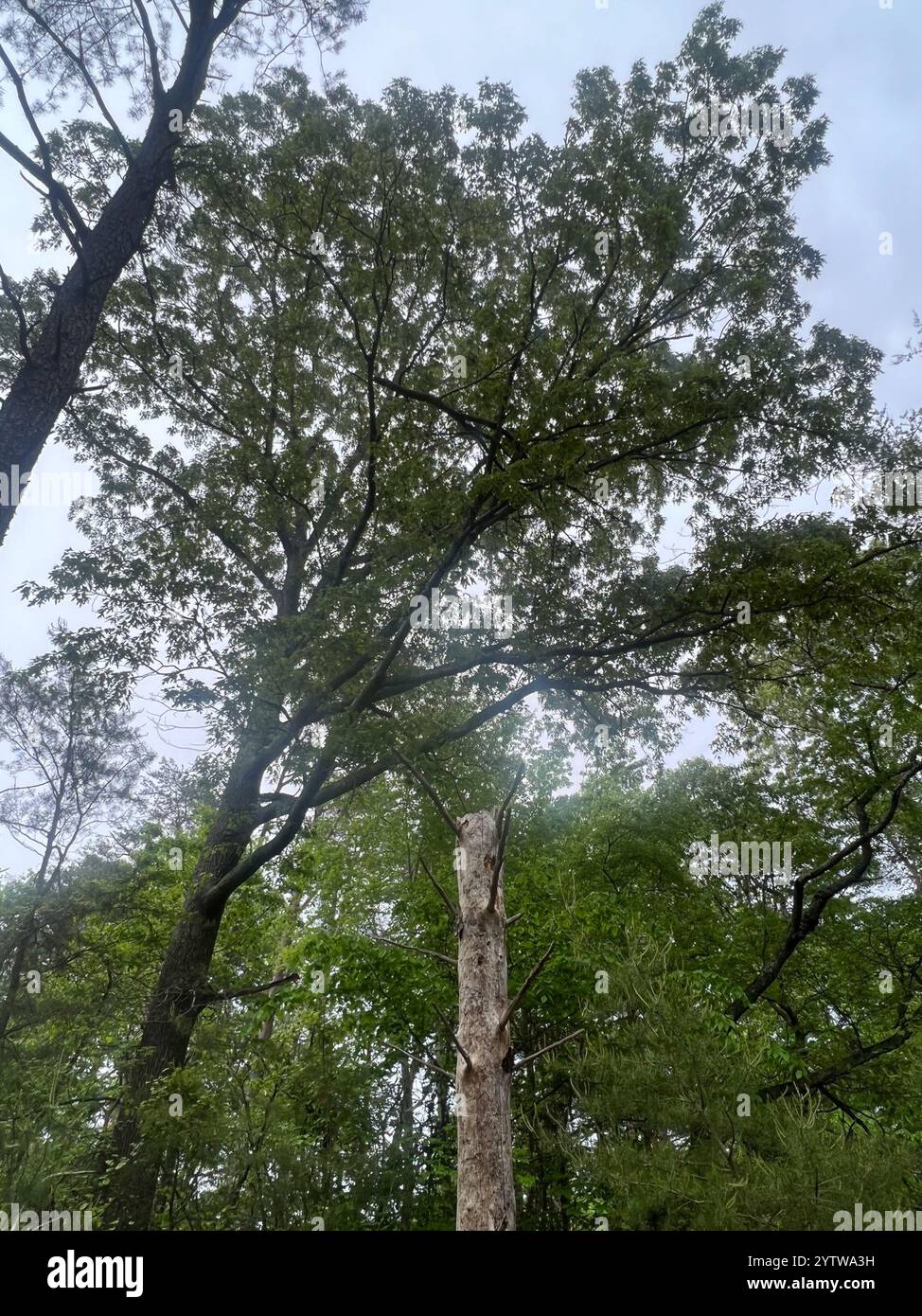 southern red oak (Quercus falcata Stock Photo - Alamy