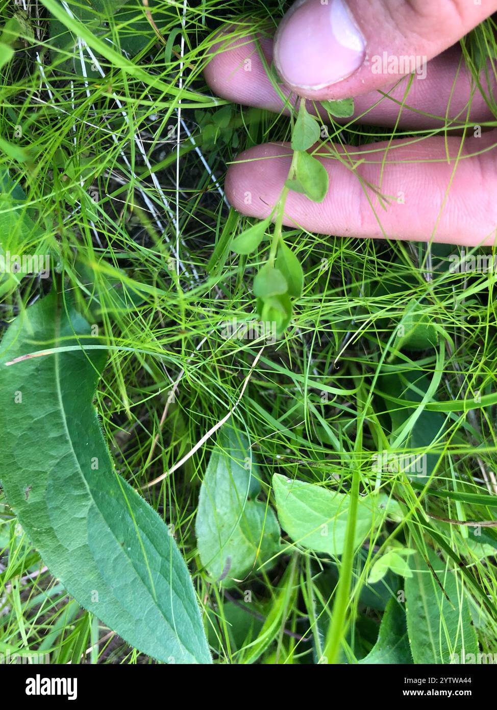 Smallfruit Primrose-Willow (Ludwigia microcarpa Stock Photo - Alamy