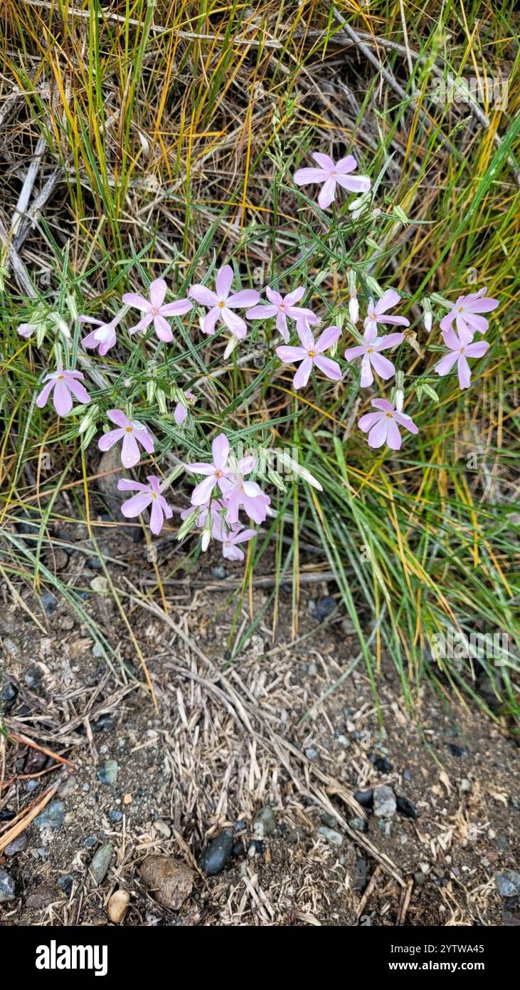 Longleaf Phlox (Phlox longifolia Stock Photo - Alamy