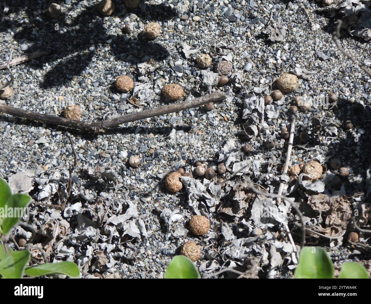 Taiwan Hare (Lepus sinensis formosus Stock Photo - Alamy