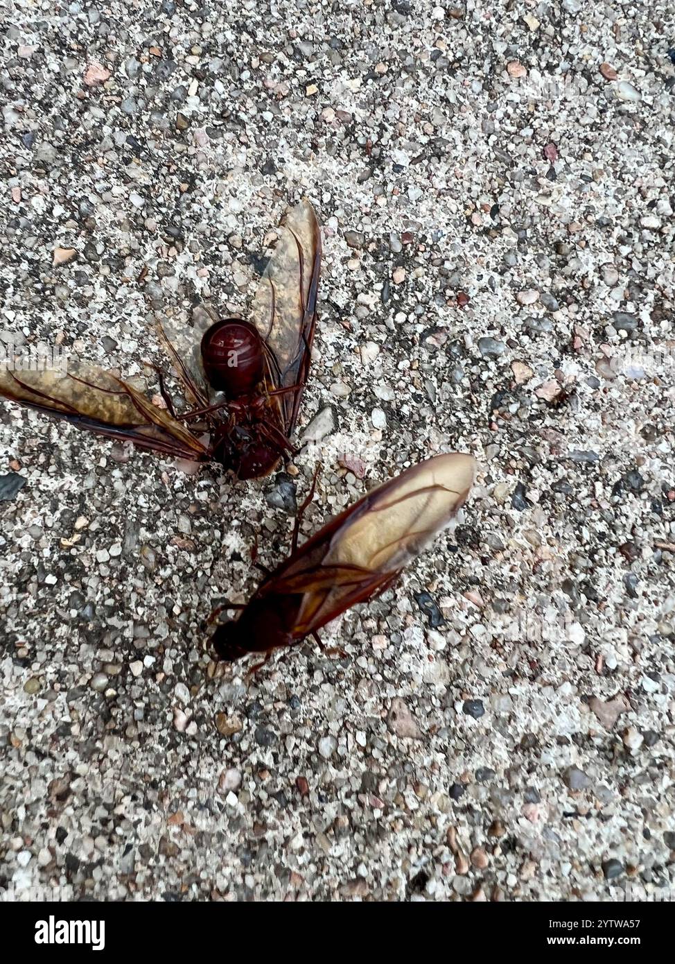 Texas leafcutter ant hi-res stock photography and images - Alamy