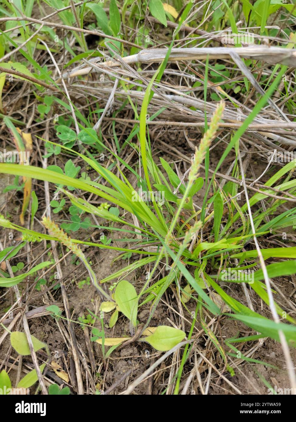 dwarf plantain (Plantago virginica Stock Photo - Alamy