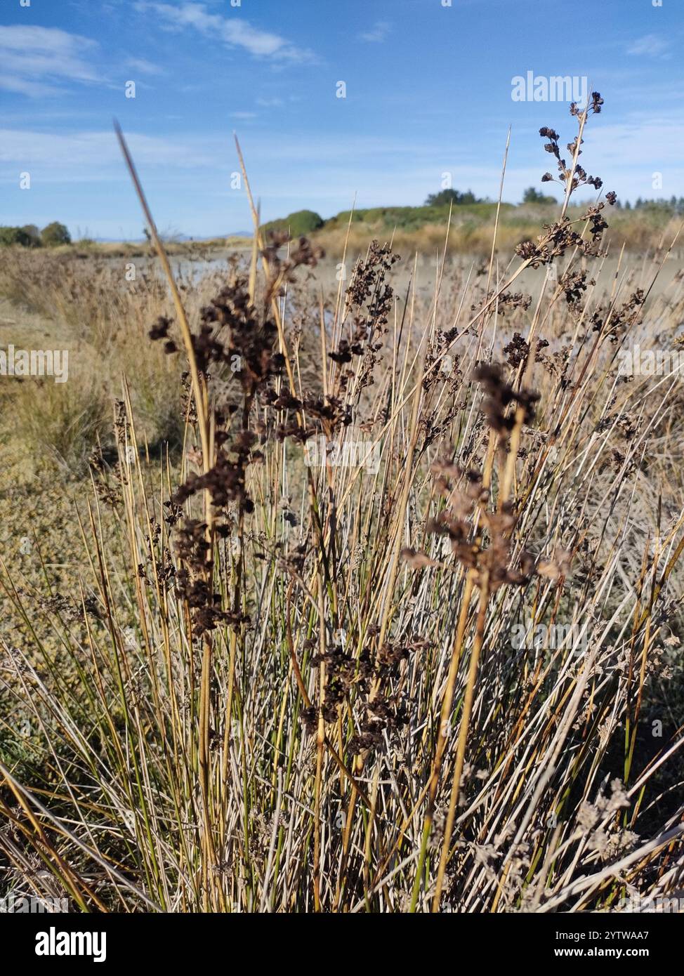 Sea Rush (Juncus kraussii Stock Photo - Alamy