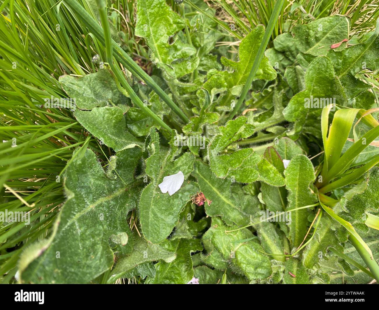 Common Cat's-ear (Hypochaeris radicata Stock Photo - Alamy