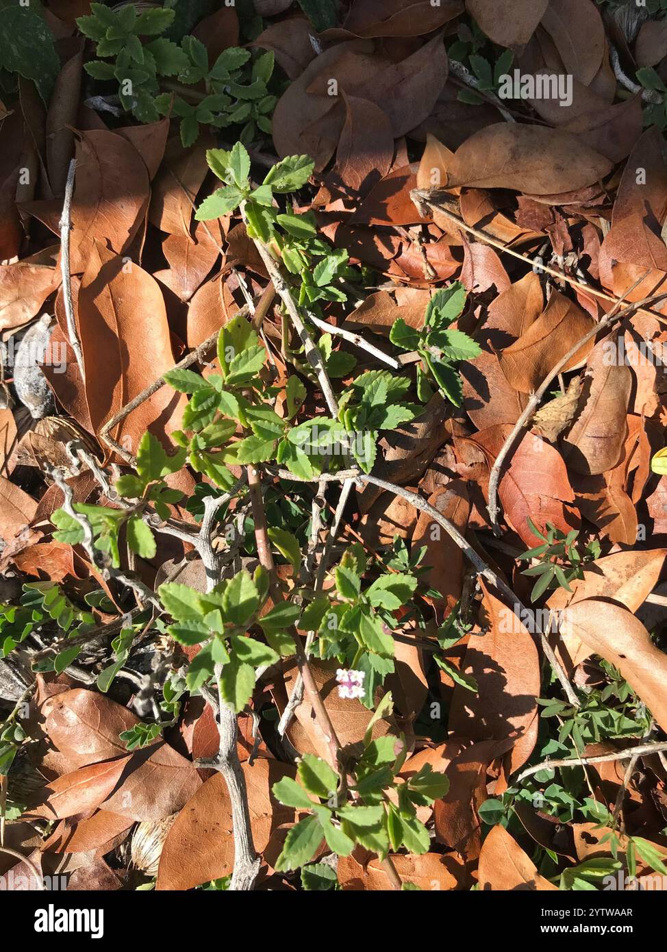 turkey tangle frogfruit (Phyla nodiflora Stock Photo - Alamy