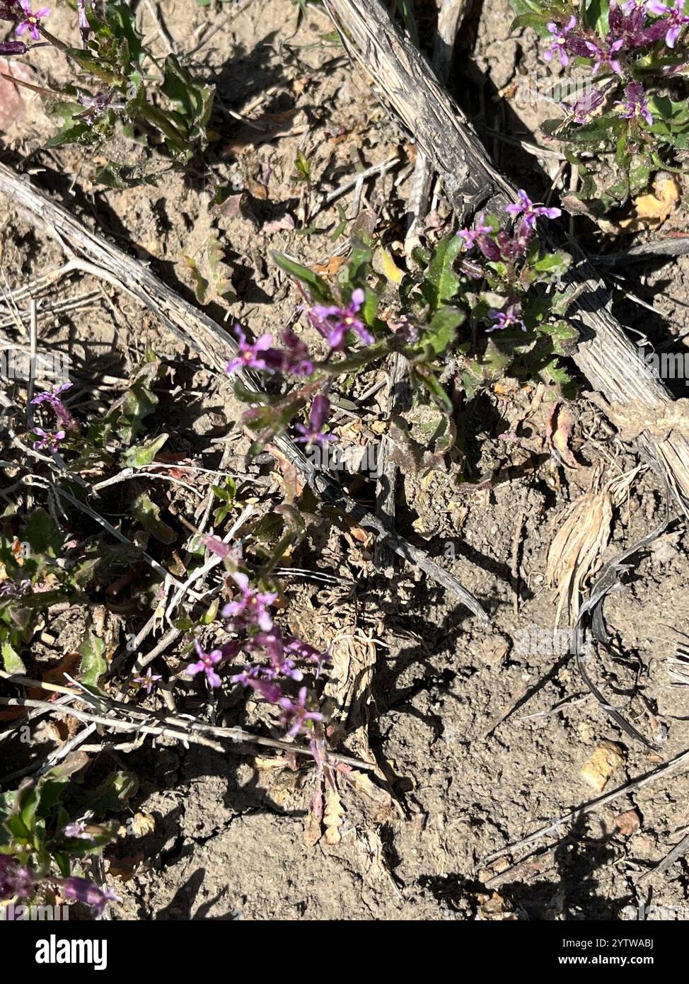 crossflower (Chorispora tenella Stock Photo - Alamy