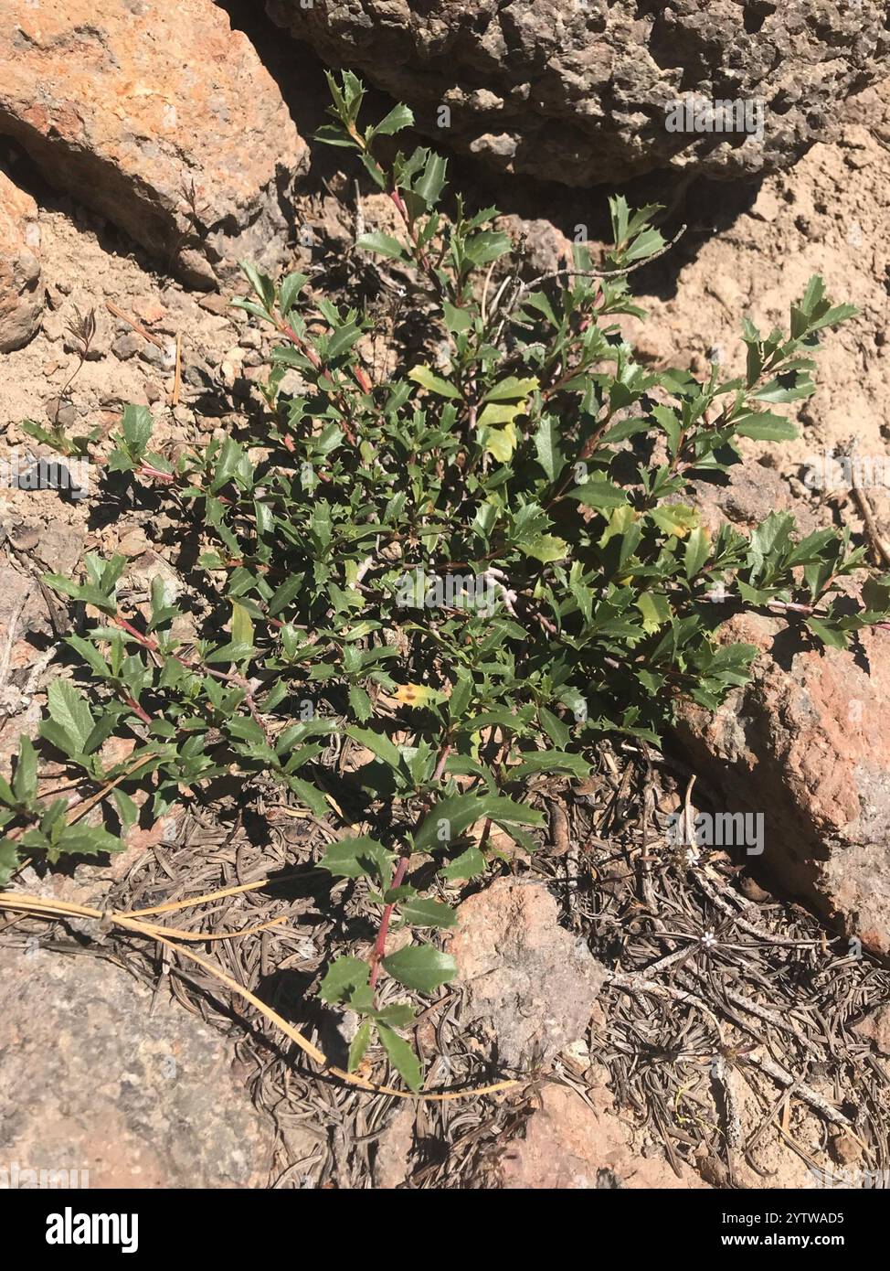 Mahala mat (Ceanothus prostratus Stock Photo - Alamy