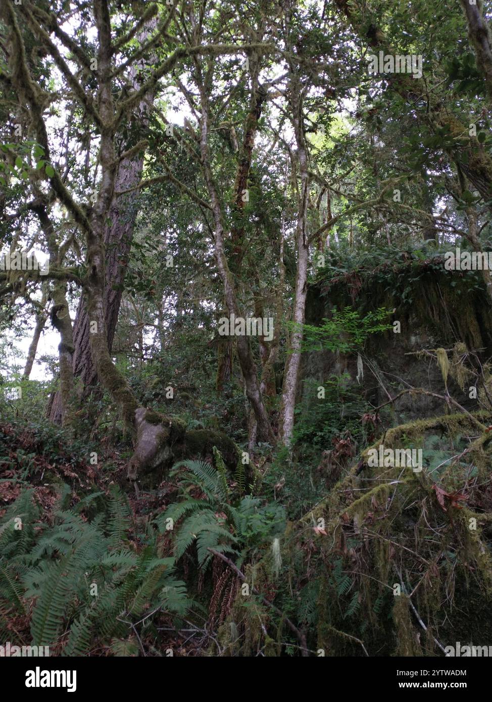 Tanoak (Notholithocarpus densiflorus Stock Photo - Alamy