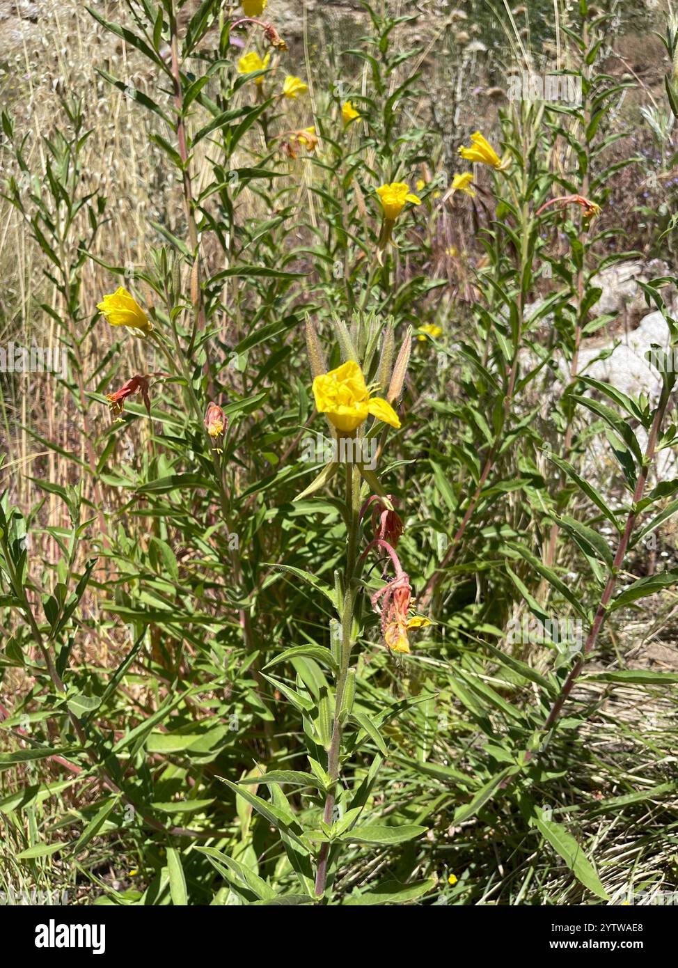 tall evening primrose (Oenothera elata Stock Photo - Alamy