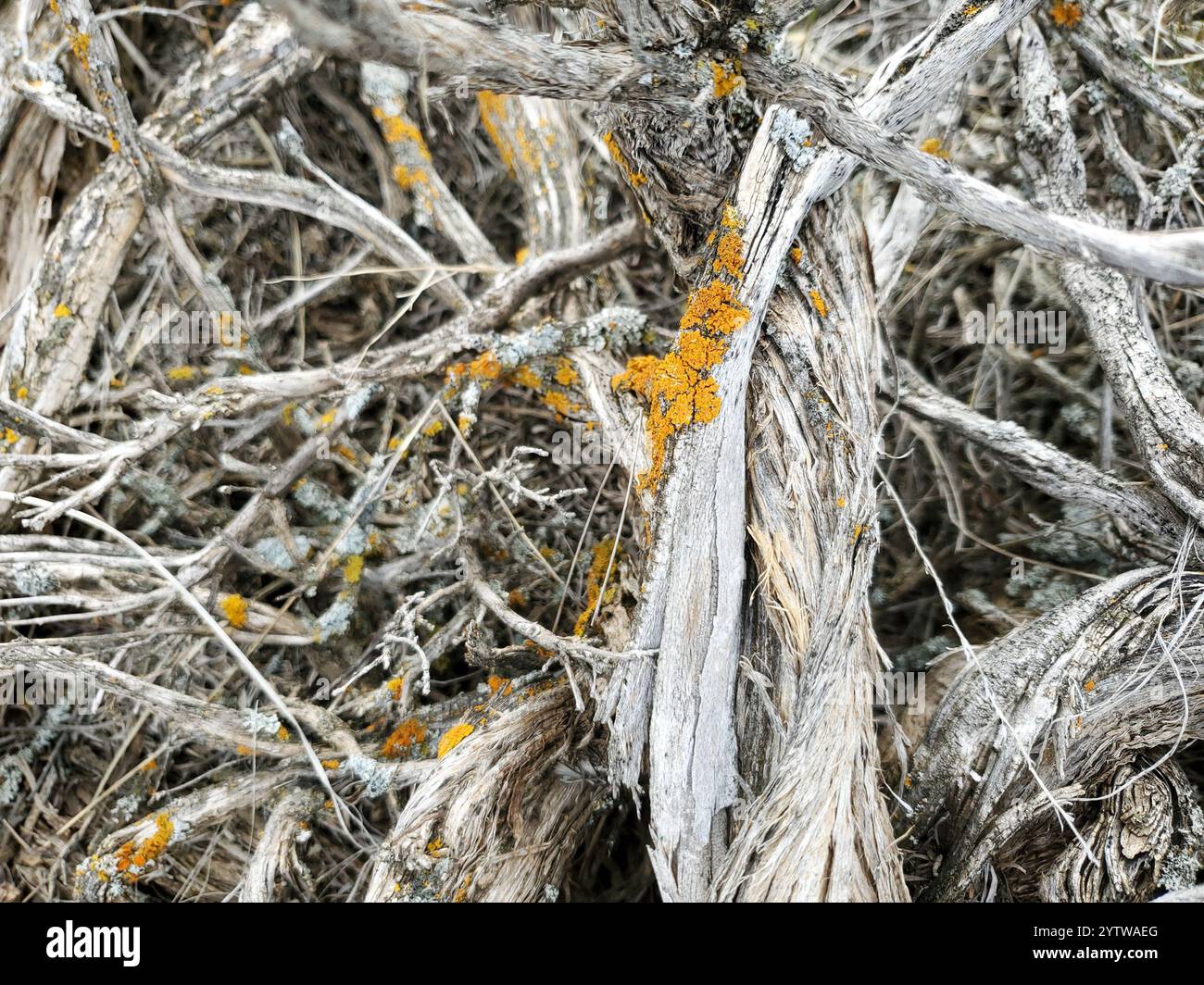 Polycauliona hi-res stock photography and images - Alamy