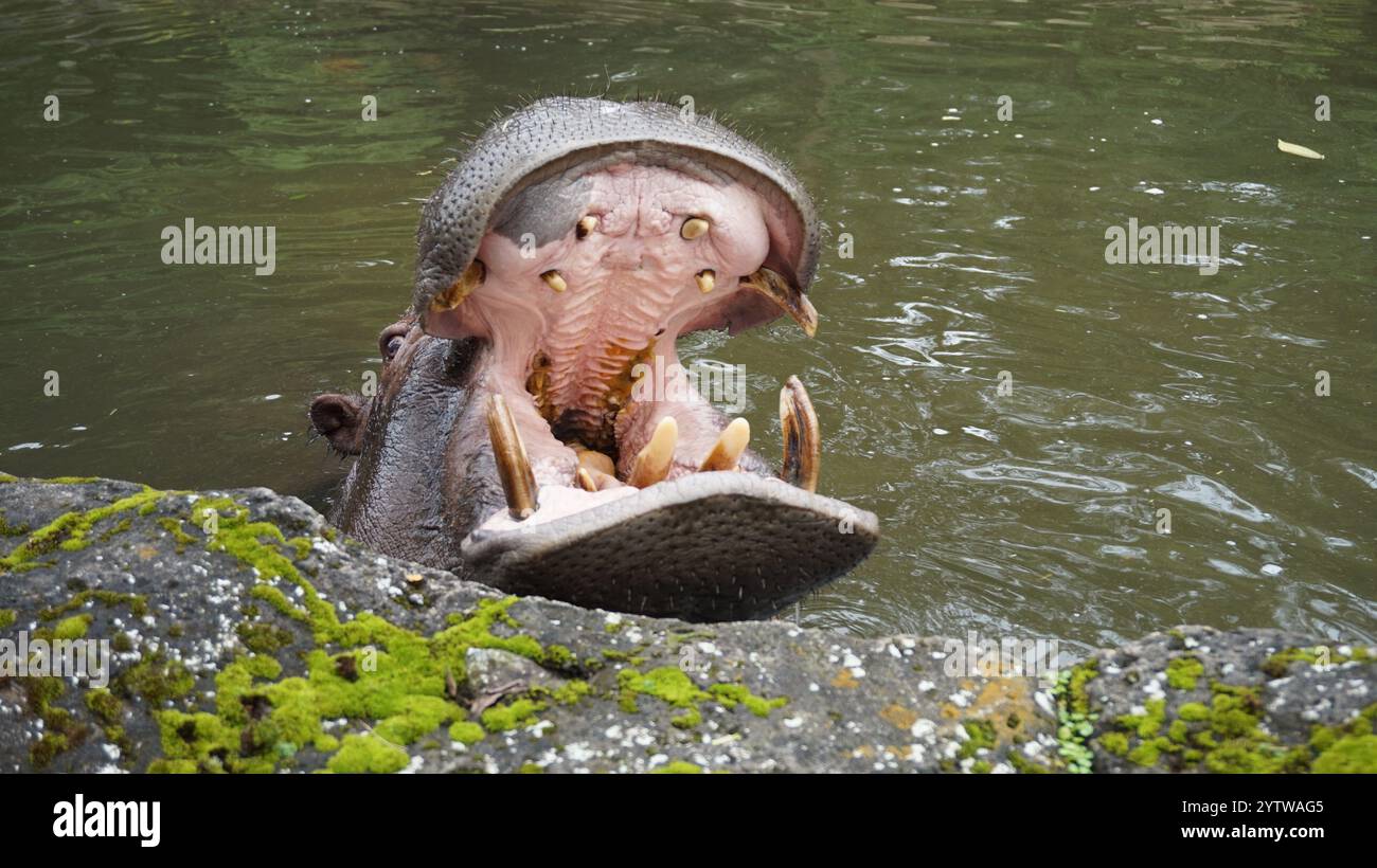 Show us your teeth please. A fierce-looking hippopotamus is opening his ...