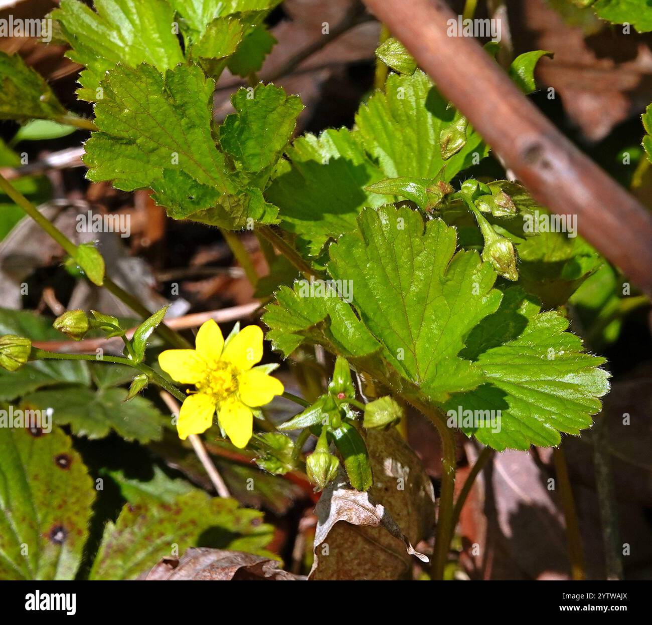 Appalachian barren-strawberry (Waldsteinia fragarioides Stock Photo - Alamy