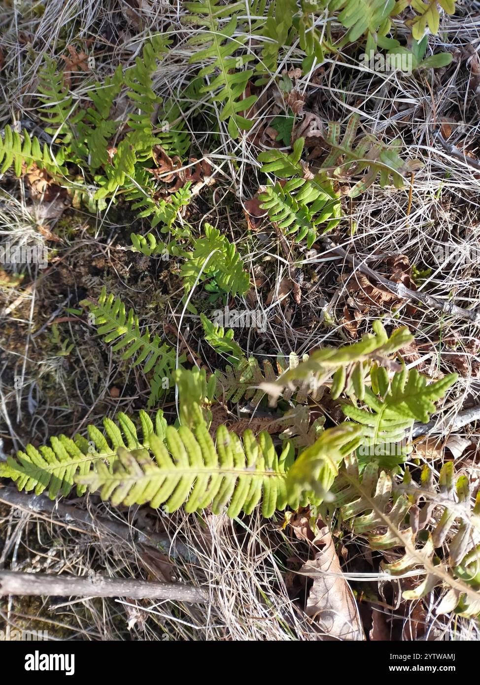 Siberian polypody (Polypodium sibiricum Stock Photo - Alamy