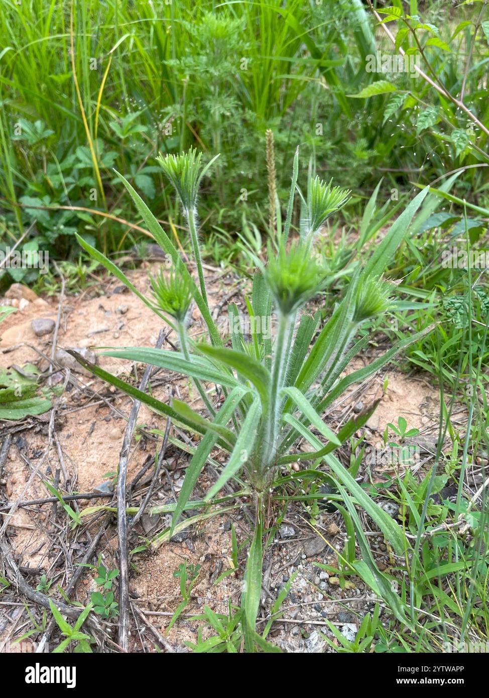 bracted plantain (Plantago aristata Stock Photo - Alamy