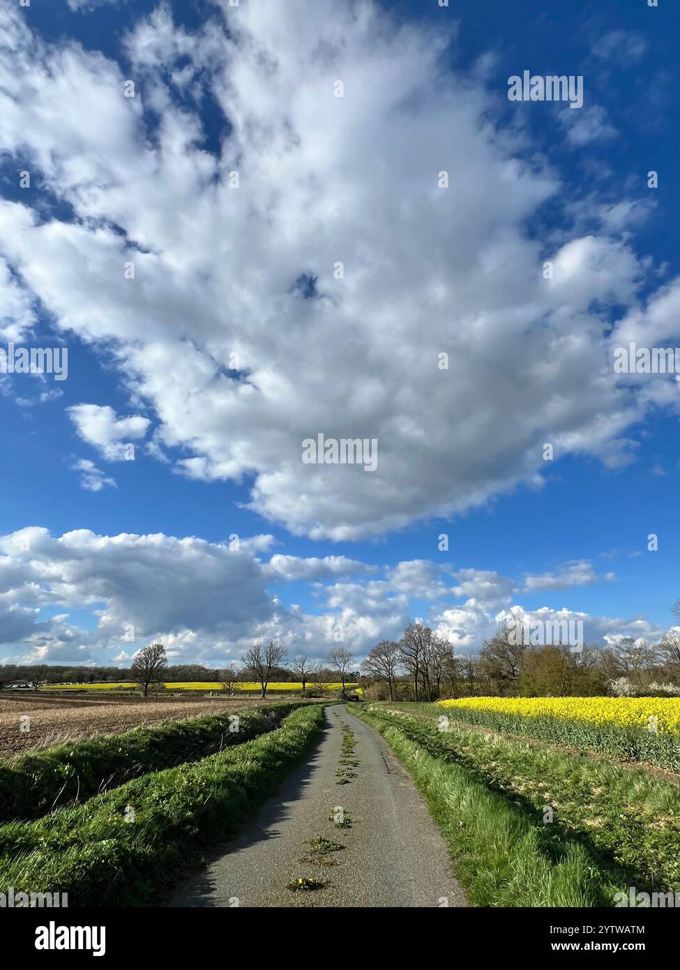 Rapeseed flower fields in hi-res stock photography and images - Alamy