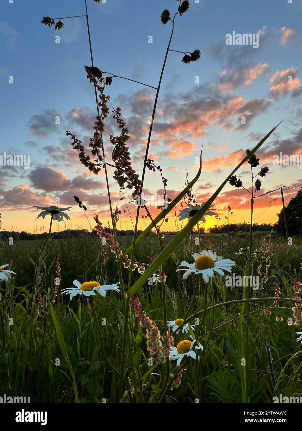 Rewilding norfolk hi-res stock photography and images - Alamy