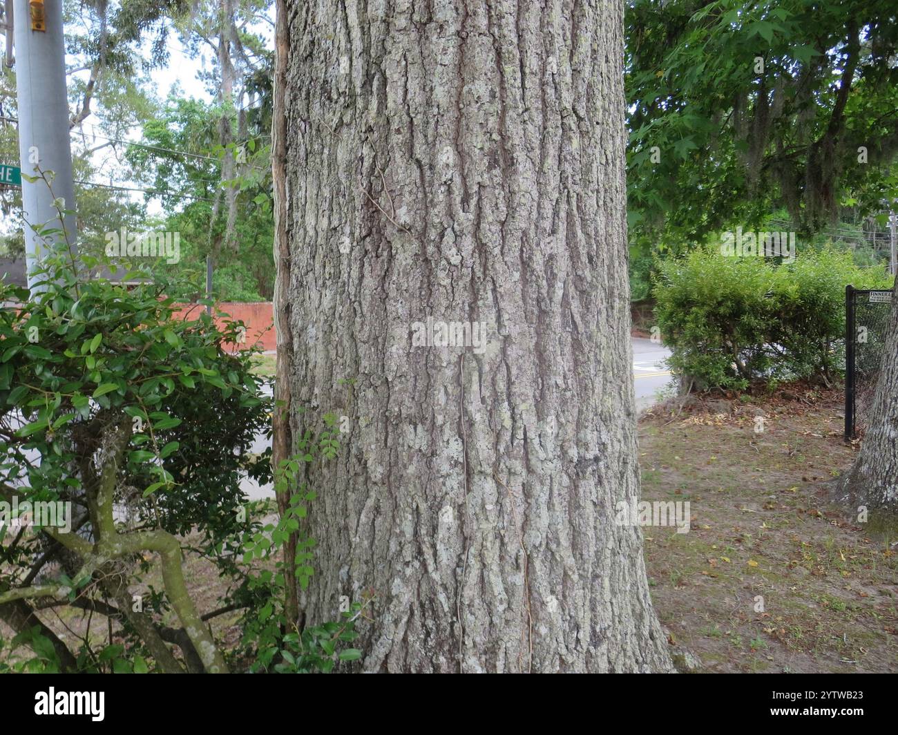 southern red oak (Quercus falcata Stock Photo - Alamy