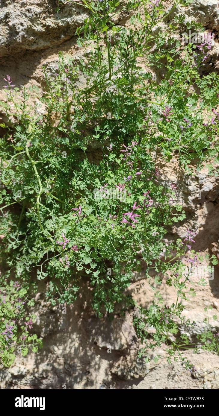 Common Fumitory (Fumaria officinalis Stock Photo - Alamy