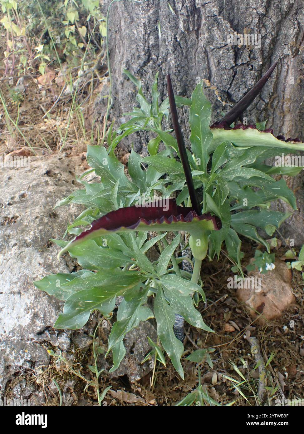 dragon arum (Dracunculus vulgaris Stock Photo - Alamy