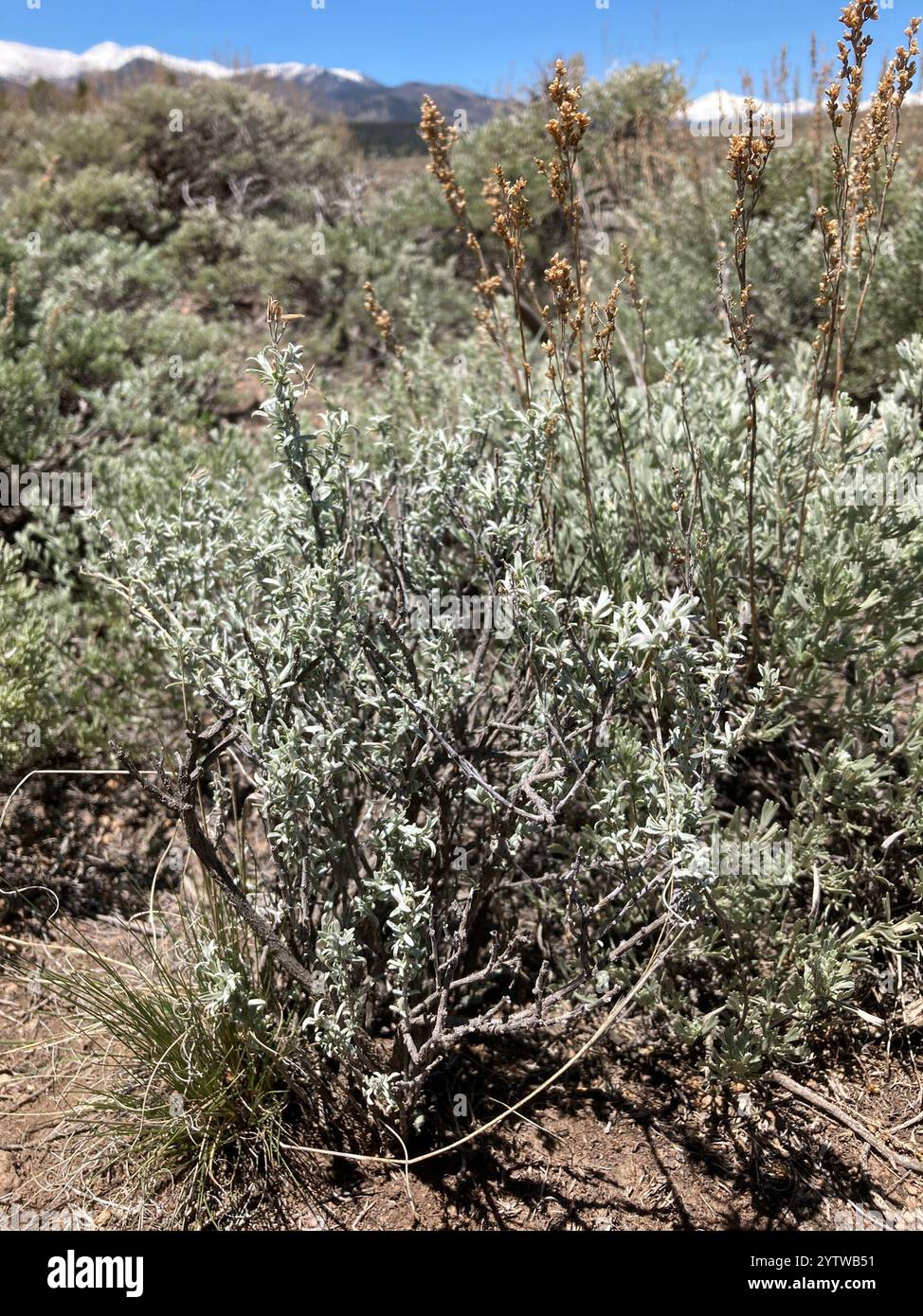 Spineless Horsebrush (Tetradymia canescens Stock Photo - Alamy