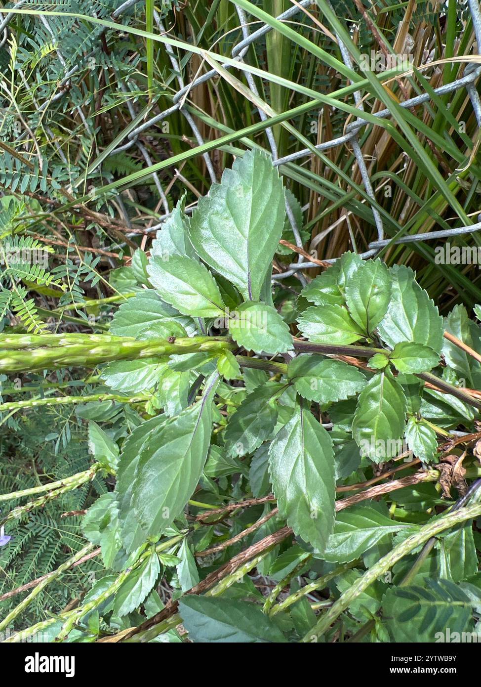 Blue Porterweed (Stachytarpheta jamaicensis Stock Photo - Alamy