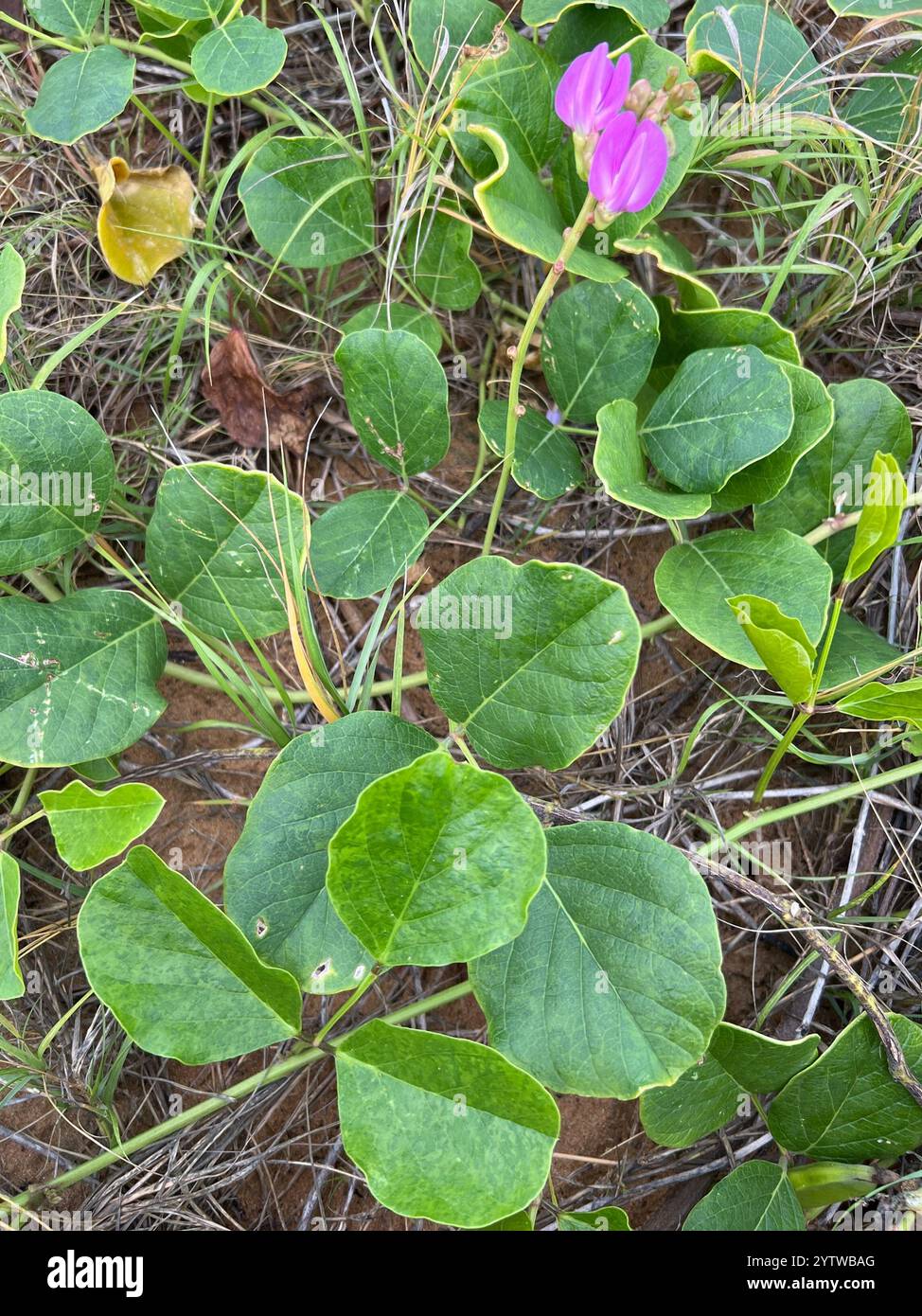 Beach Bean (Canavalia rosea Stock Photo - Alamy