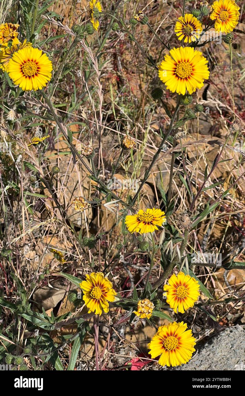 Common Madia (Madia elegans Stock Photo - Alamy