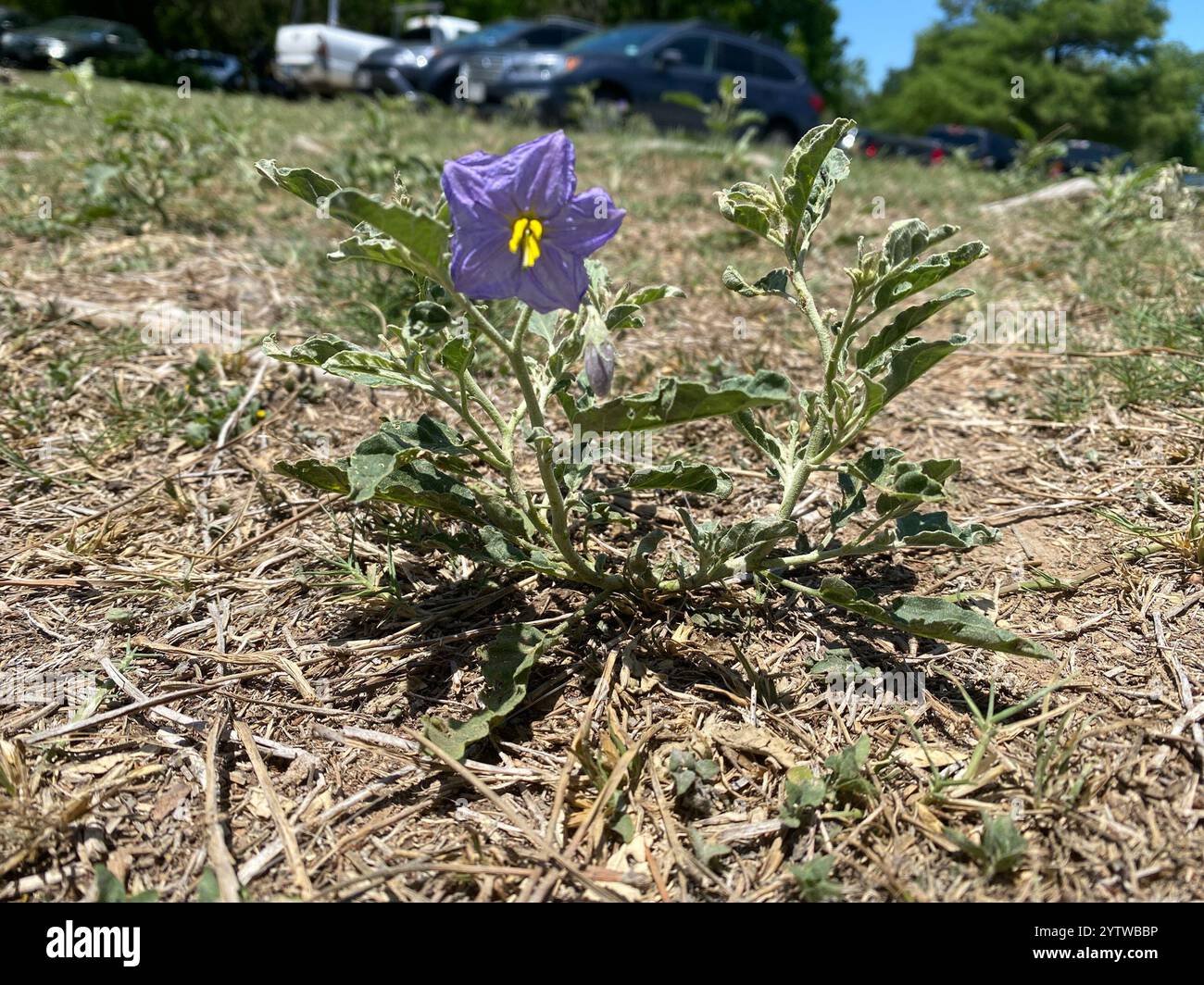 silverleaf nightshade (Solanum elaeagnifolium Stock Photo - Alamy