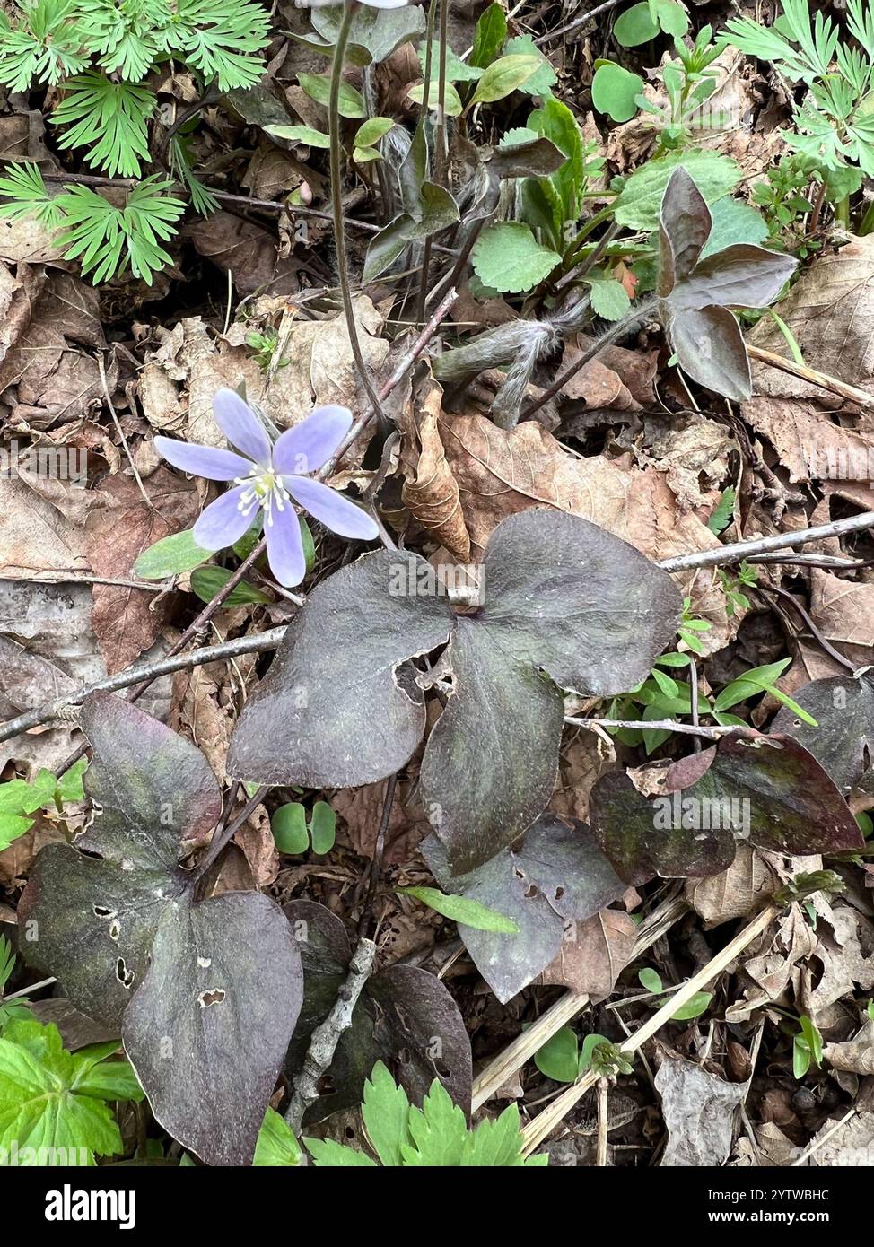 sharp-lobed hepatica (Hepatica acutiloba Stock Photo - Alamy