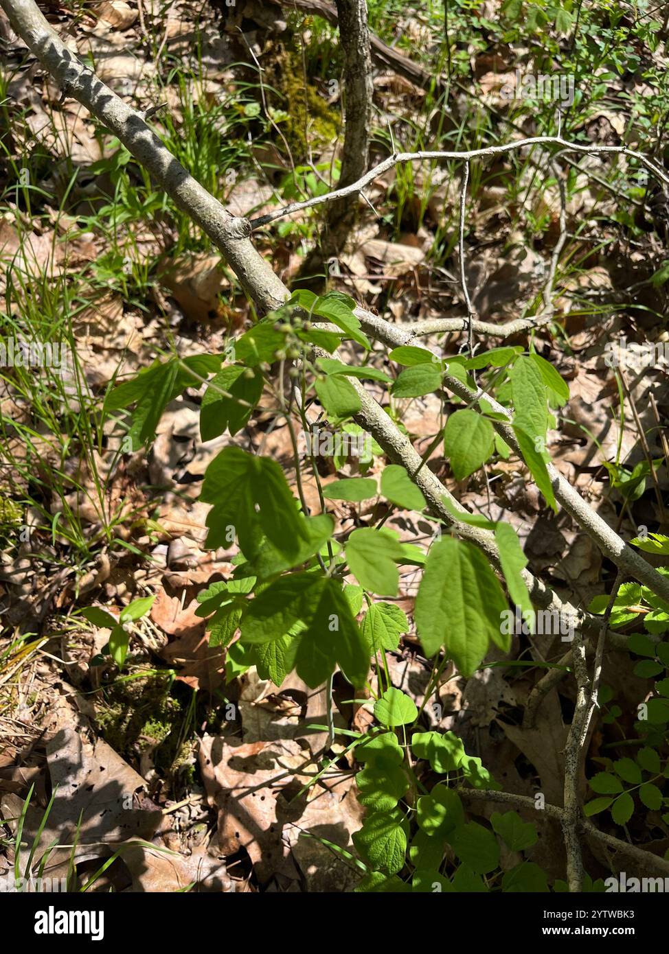 blue cohosh (Caulophyllum thalictroides Stock Photo - Alamy