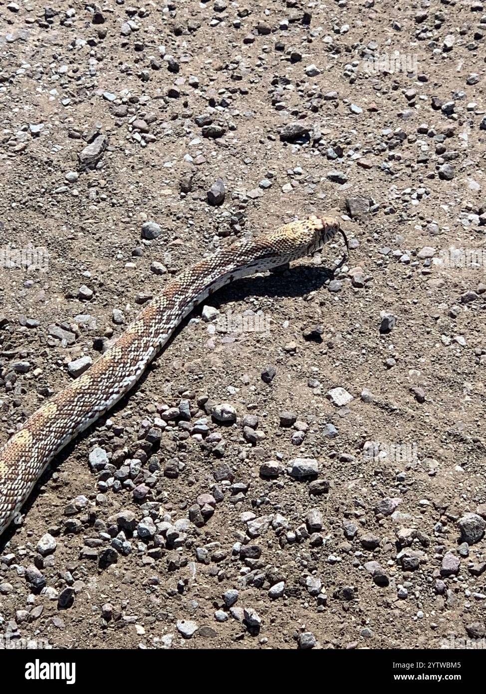 Sonoran gopher snake pituophis catenifer affinis hi-res stock ...