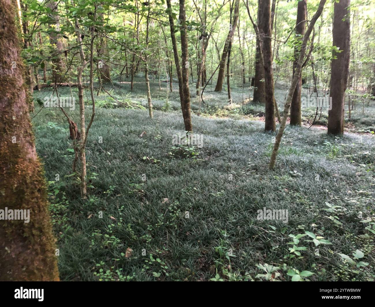 Creeping lilyturf hi-res stock photography and images - Alamy