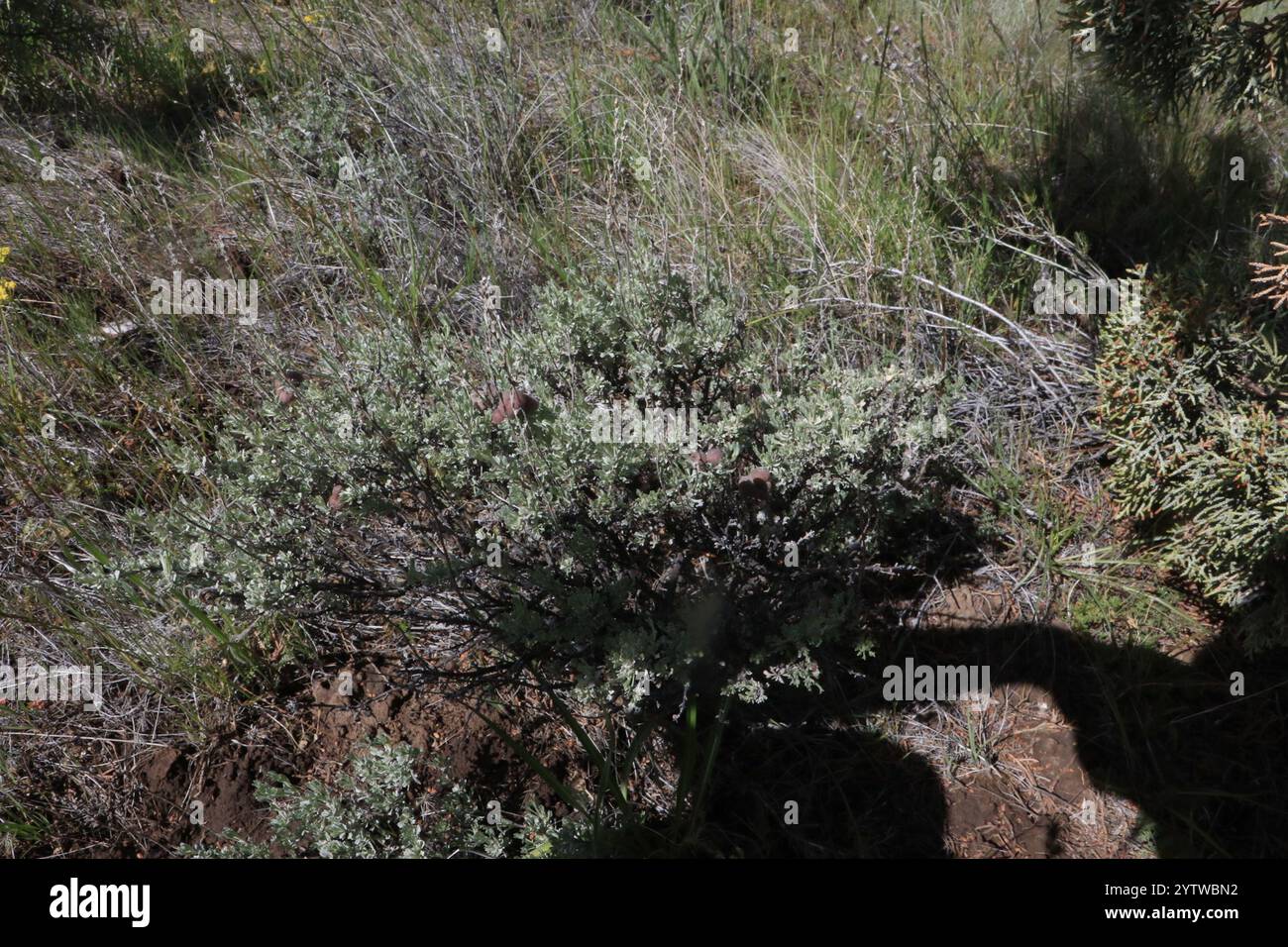 low sagebrush (Artemisia arbuscula Stock Photo - Alamy