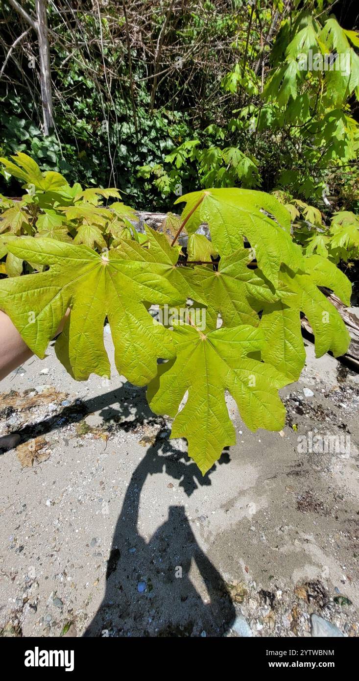 bigleaf maple (Acer macrophyllum Stock Photo - Alamy