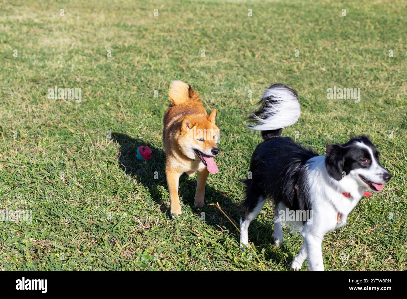 Two different breeds dogs hi-res stock photography and images - Alamy